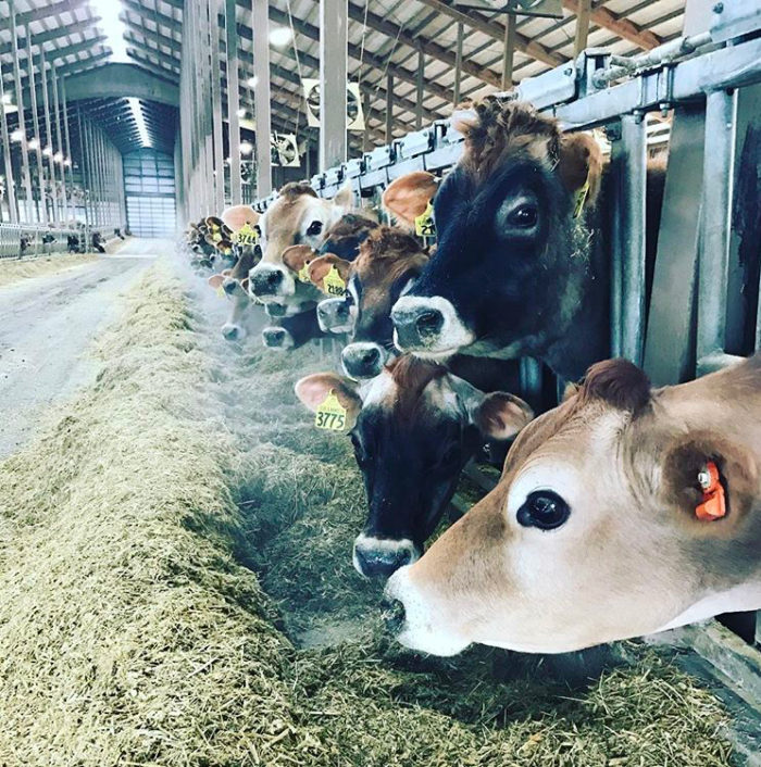 TRACKING TAG KEEPS COWS CONNECTED - Illinois Farm Families