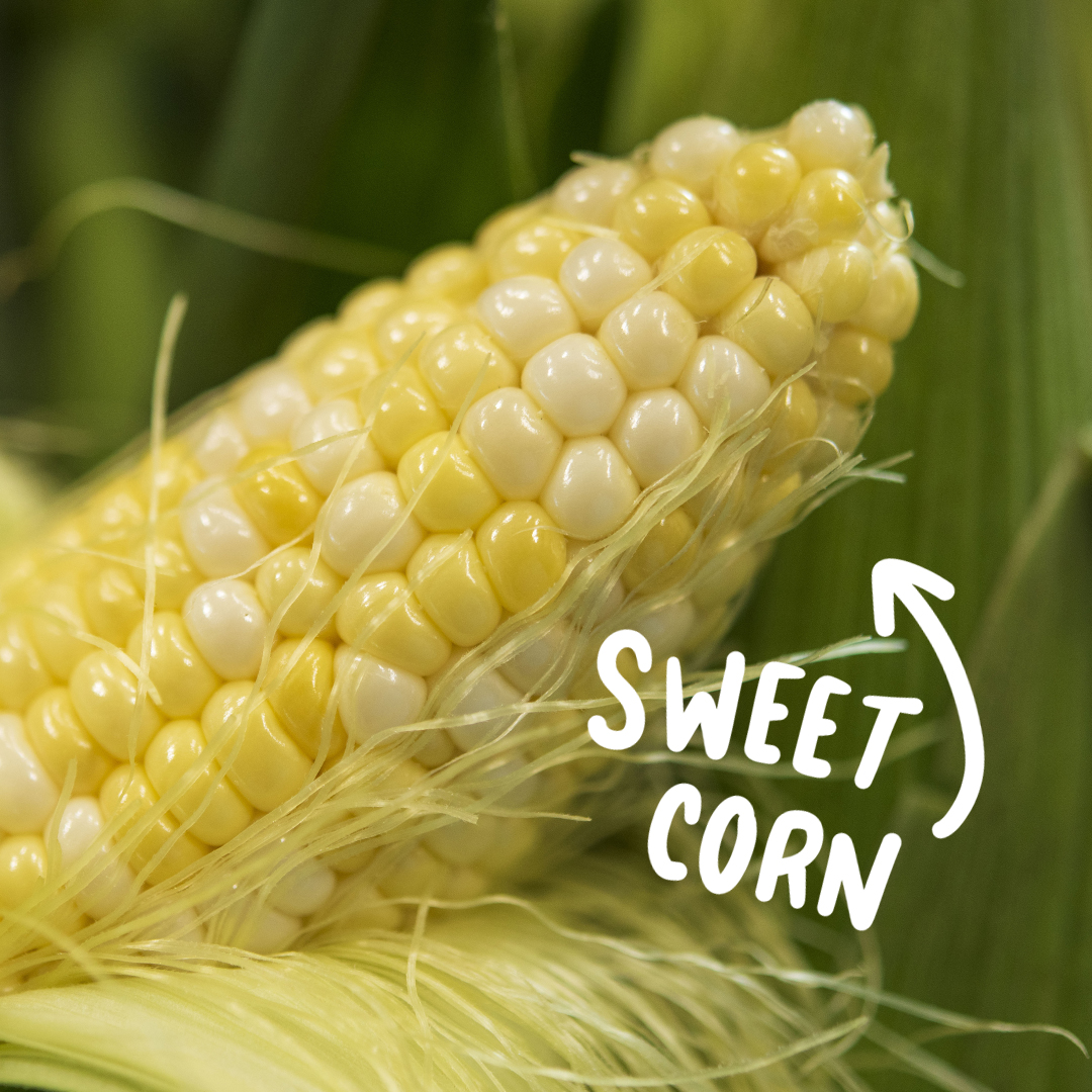 Summer is for sweet corn, field corn – and corn queso - Illinois Farm ...