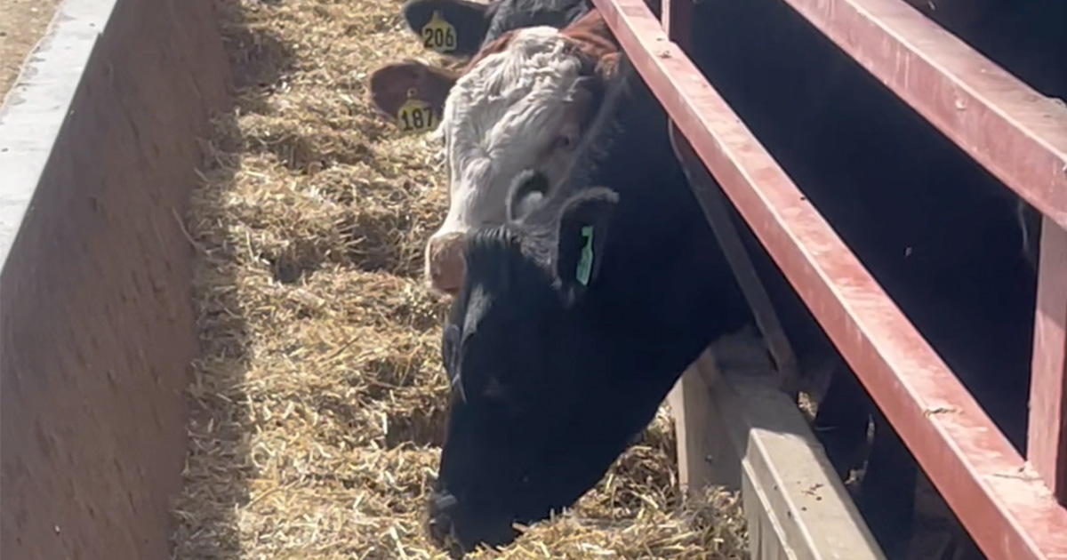 About Backgrounding Beef Cattle | Illinois Farm Families